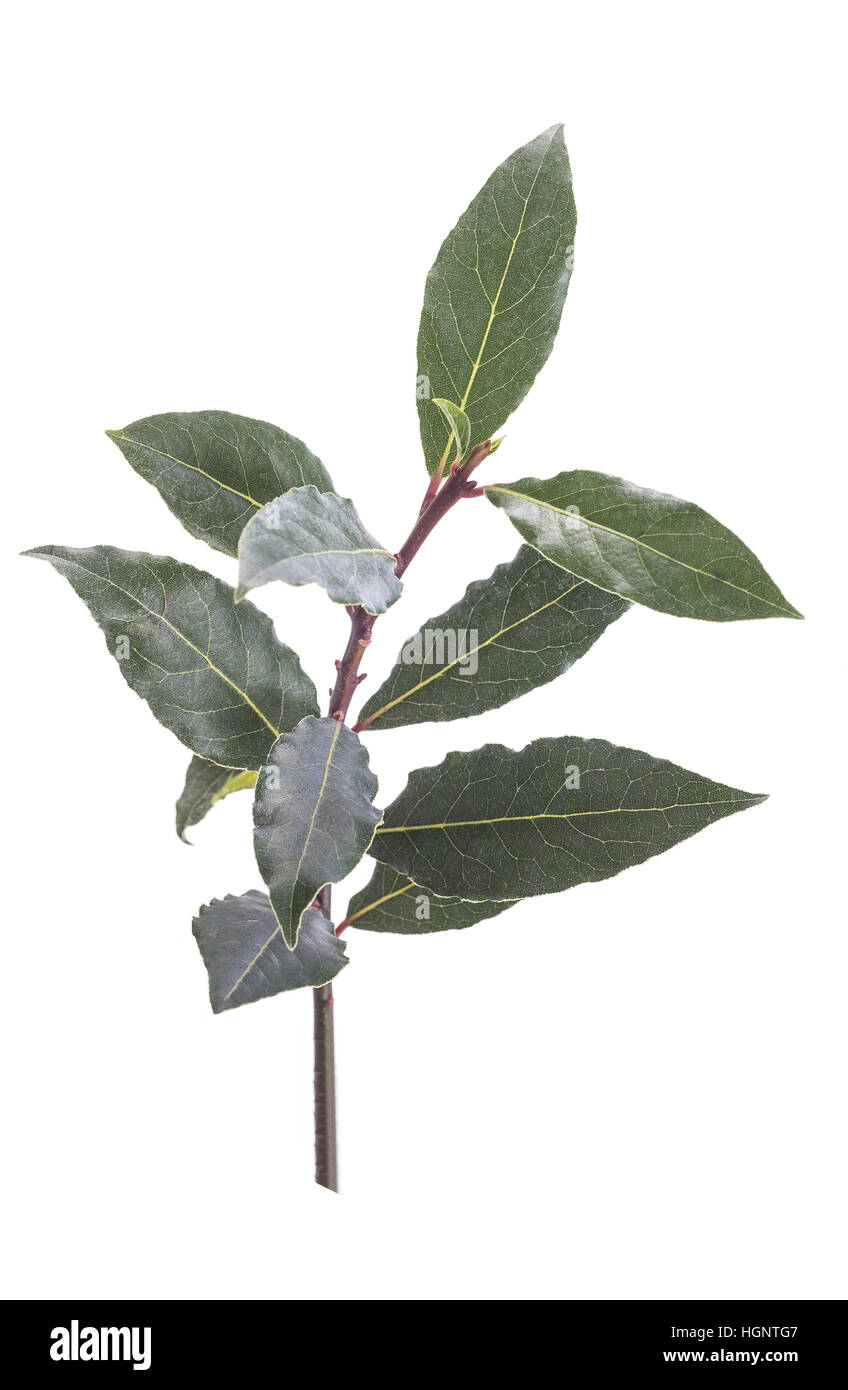 Bay laurel trees hi-res stock photography and images - Alamy