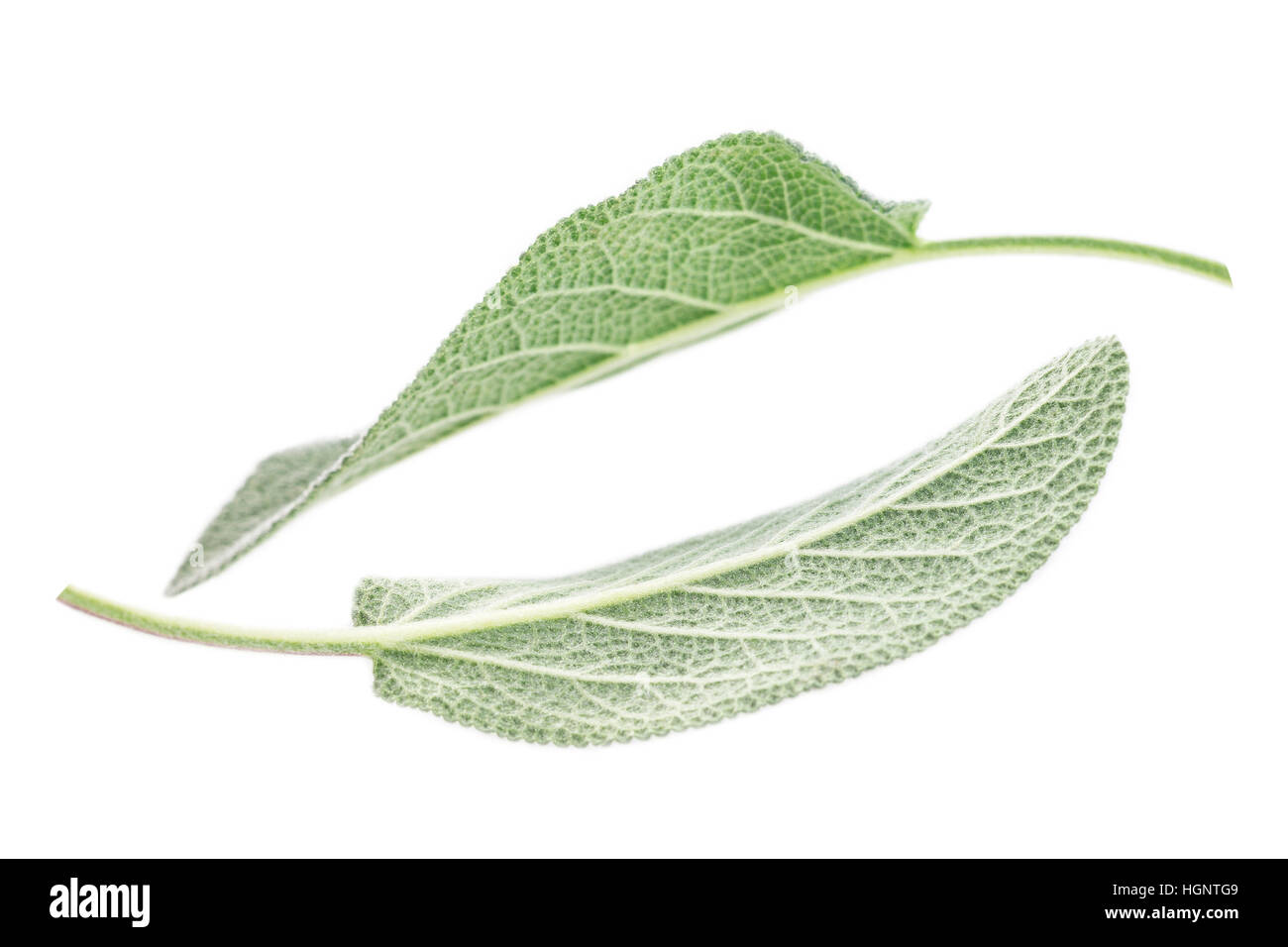 Sage salvia sp hi-res stock photography and images - Alamy