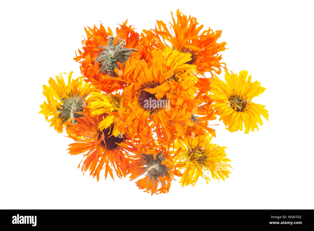 Marigold flower details hi-res stock photography and images - Alamy