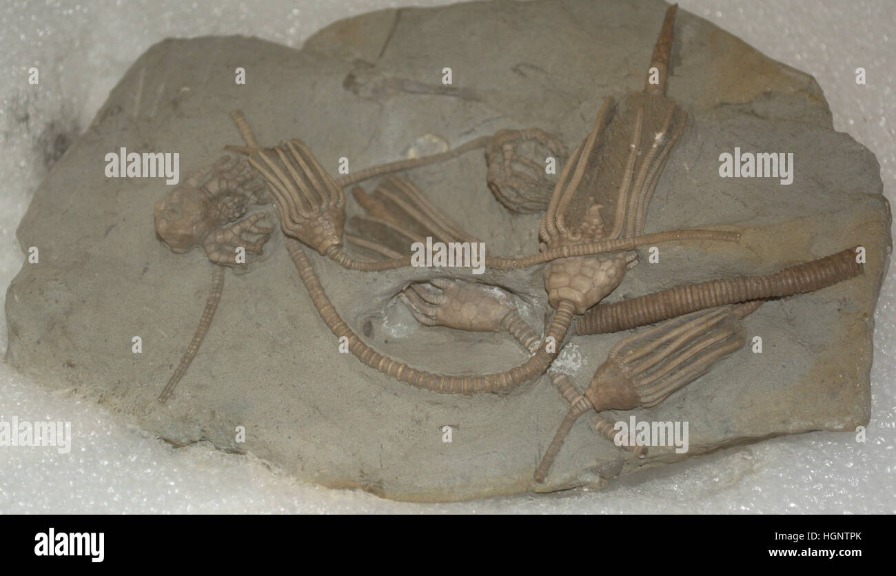 Fossilized (fossilised) ancient sea creatures Stock Photo - Alamy