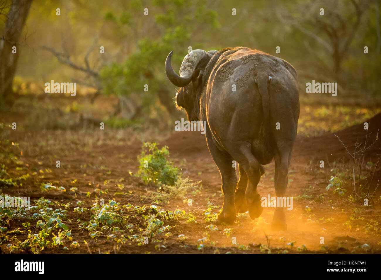 Buffalo walking hi-res stock photography and images - Alamy