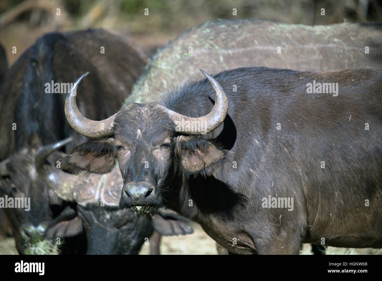 Heard of buffalo eating Stock Photo - Alamy