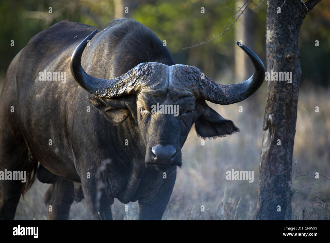 Older buffalo standing in dry grass Stock Photo - Alamy