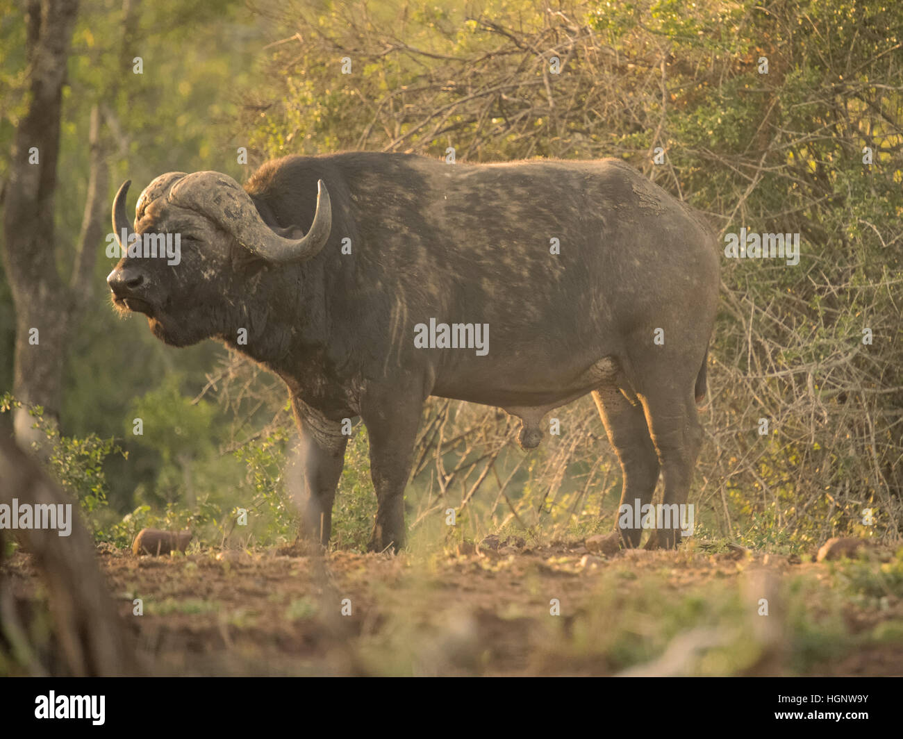 Buffalo standing south hi-res stock photography and images - Alamy