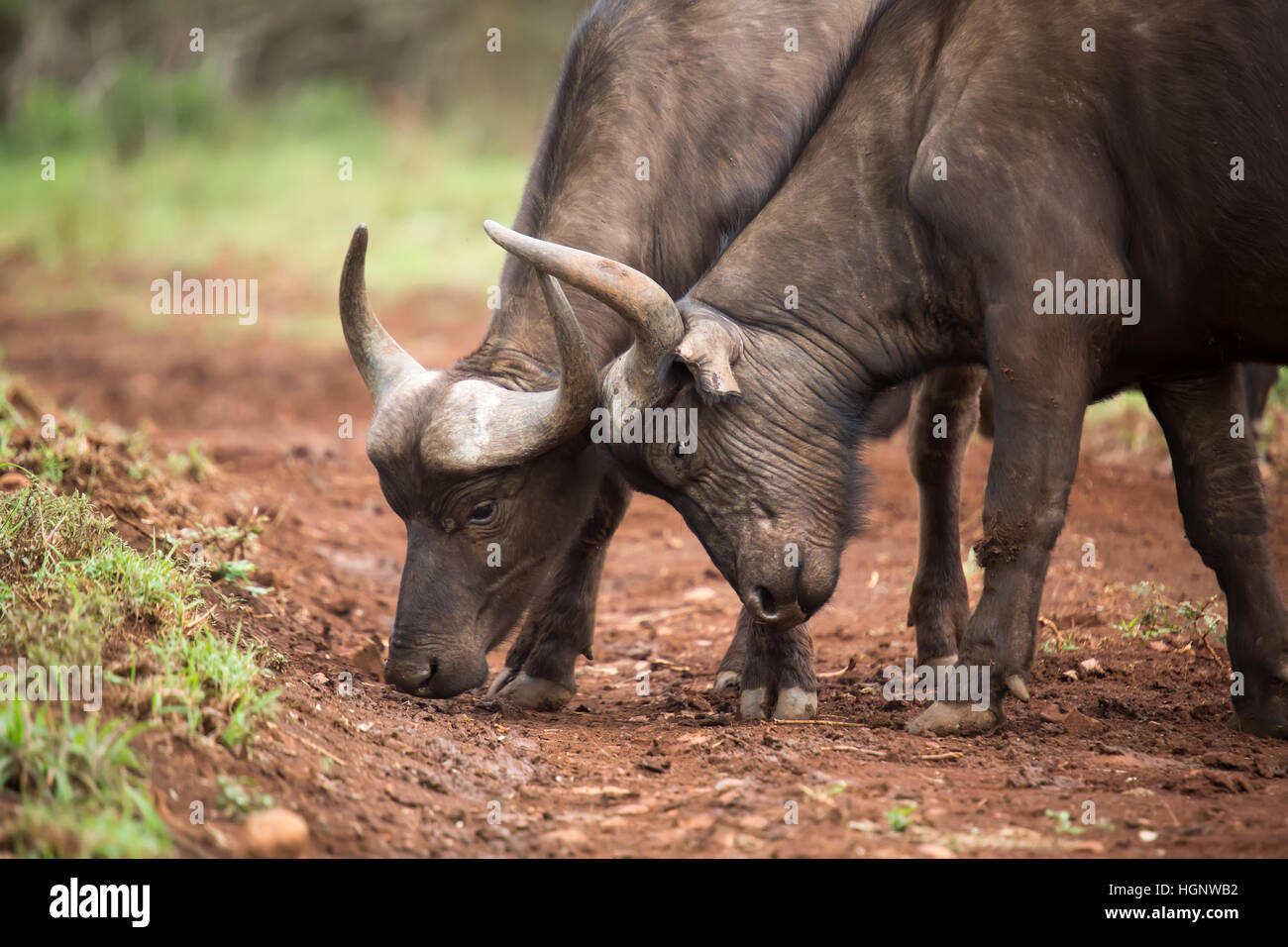 Two young buffalo with heads together Stock Photo - Alamy