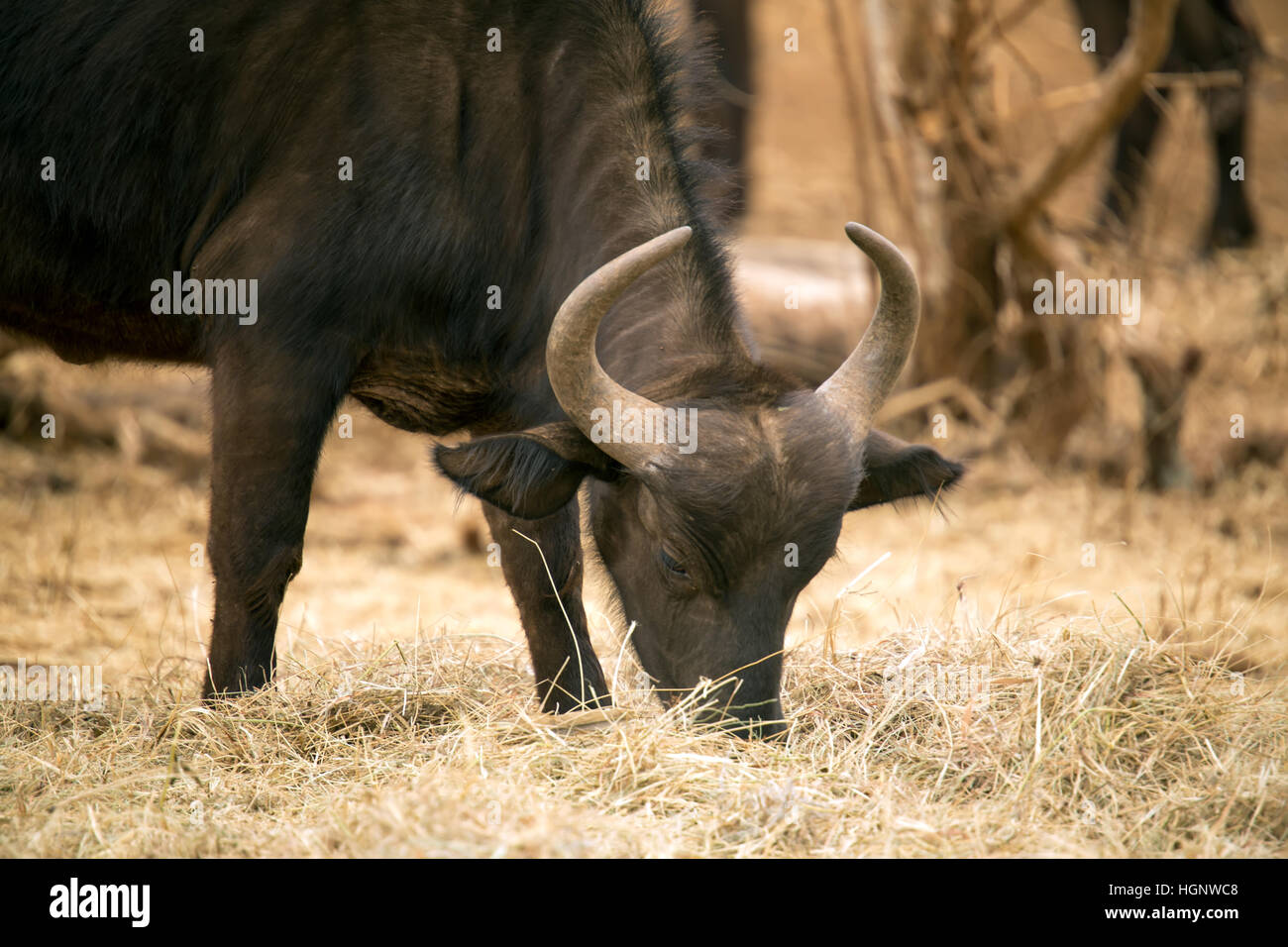 African buffalo grass hi-res stock photography and images - Alamy