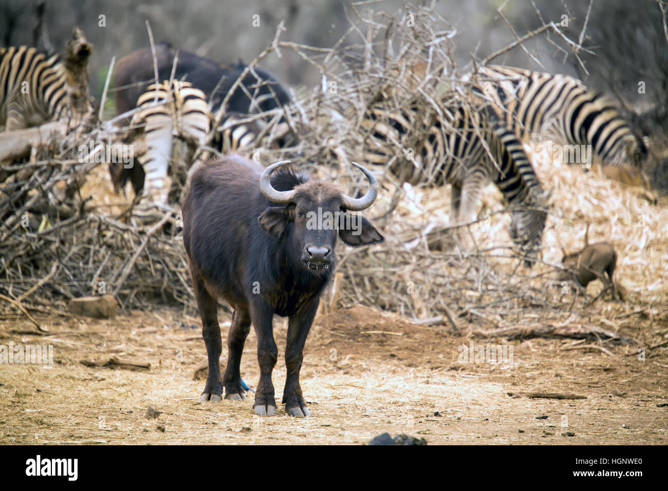Young buffalo standing near zebra herd Stock Photo - Alamy