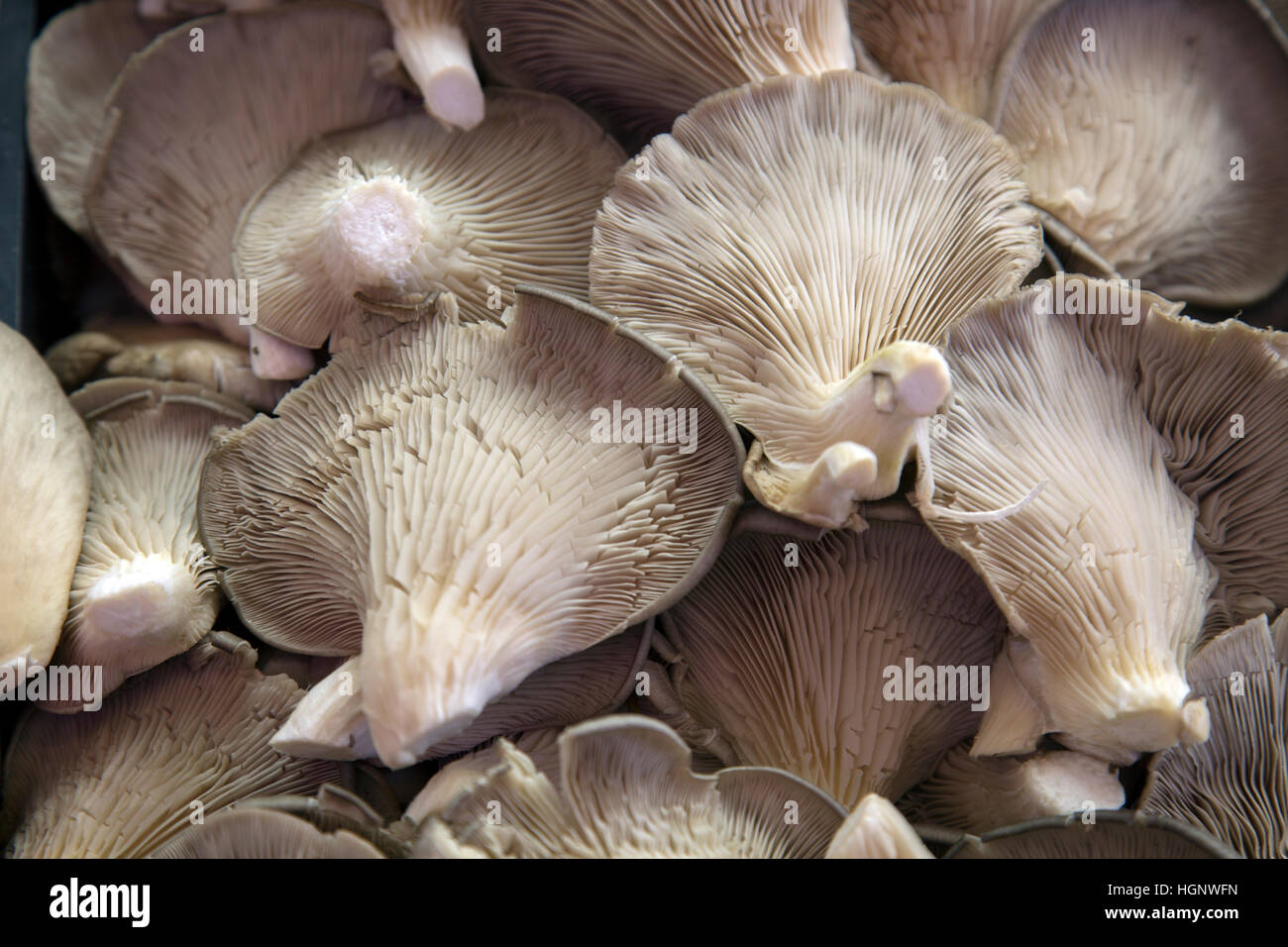 Mushrooms on sale on Market Stall Stock Photo - Alamy