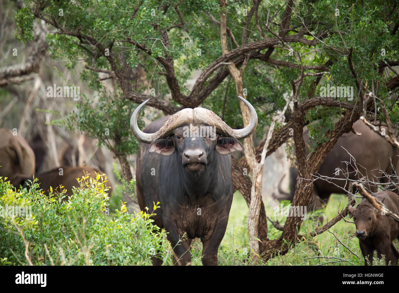 Cape buffalo bull hi-res stock photography and images - Alamy