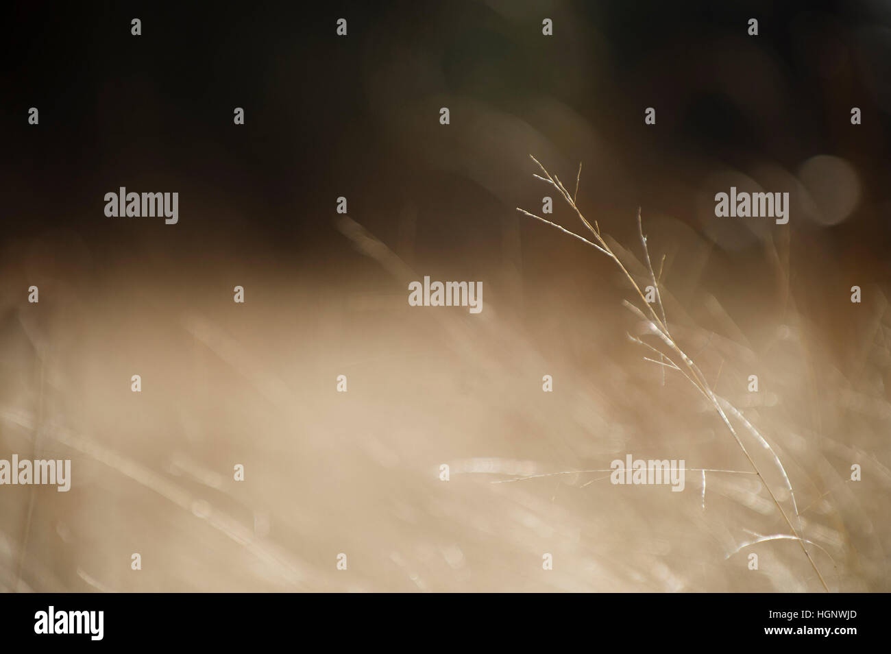 Grass stands hi-res stock photography and images - Alamy