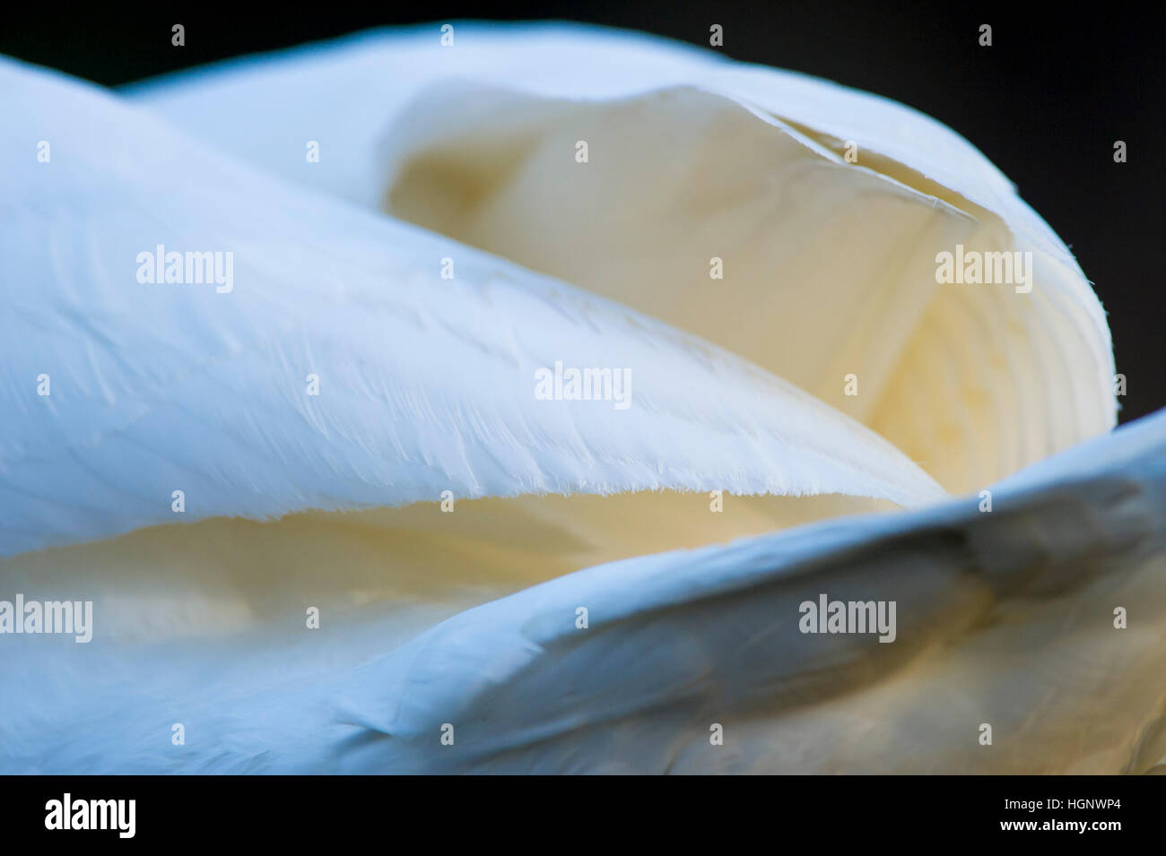 A close up photo of a Mute Swan's wings making an abstract pattern ...