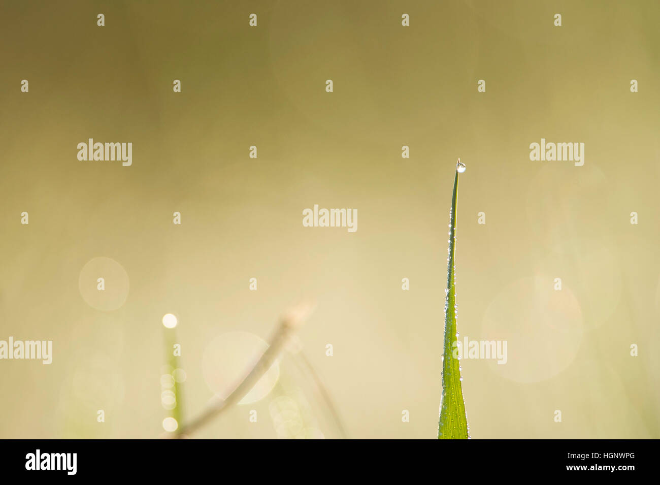 A large water drop stands out at the top of a blade of grass as the sun ...