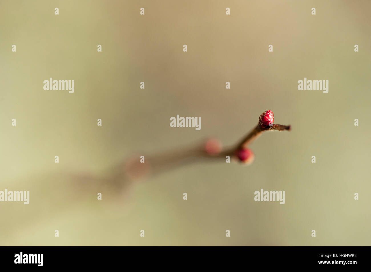 A bright red newly formed tree bud growing on the end of a branch ...