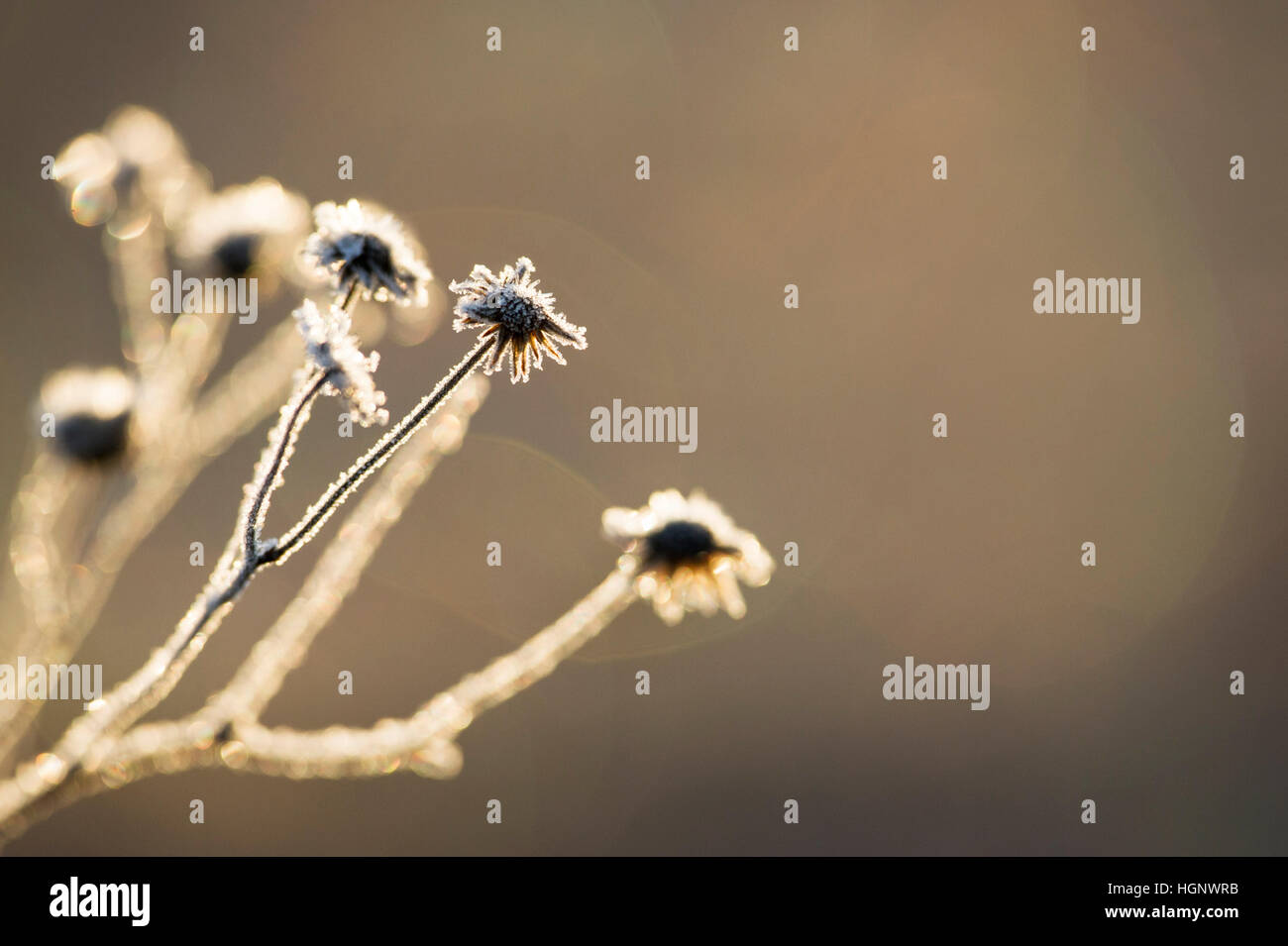 A small bush is covered in frost on a cold winter morning just as the ...