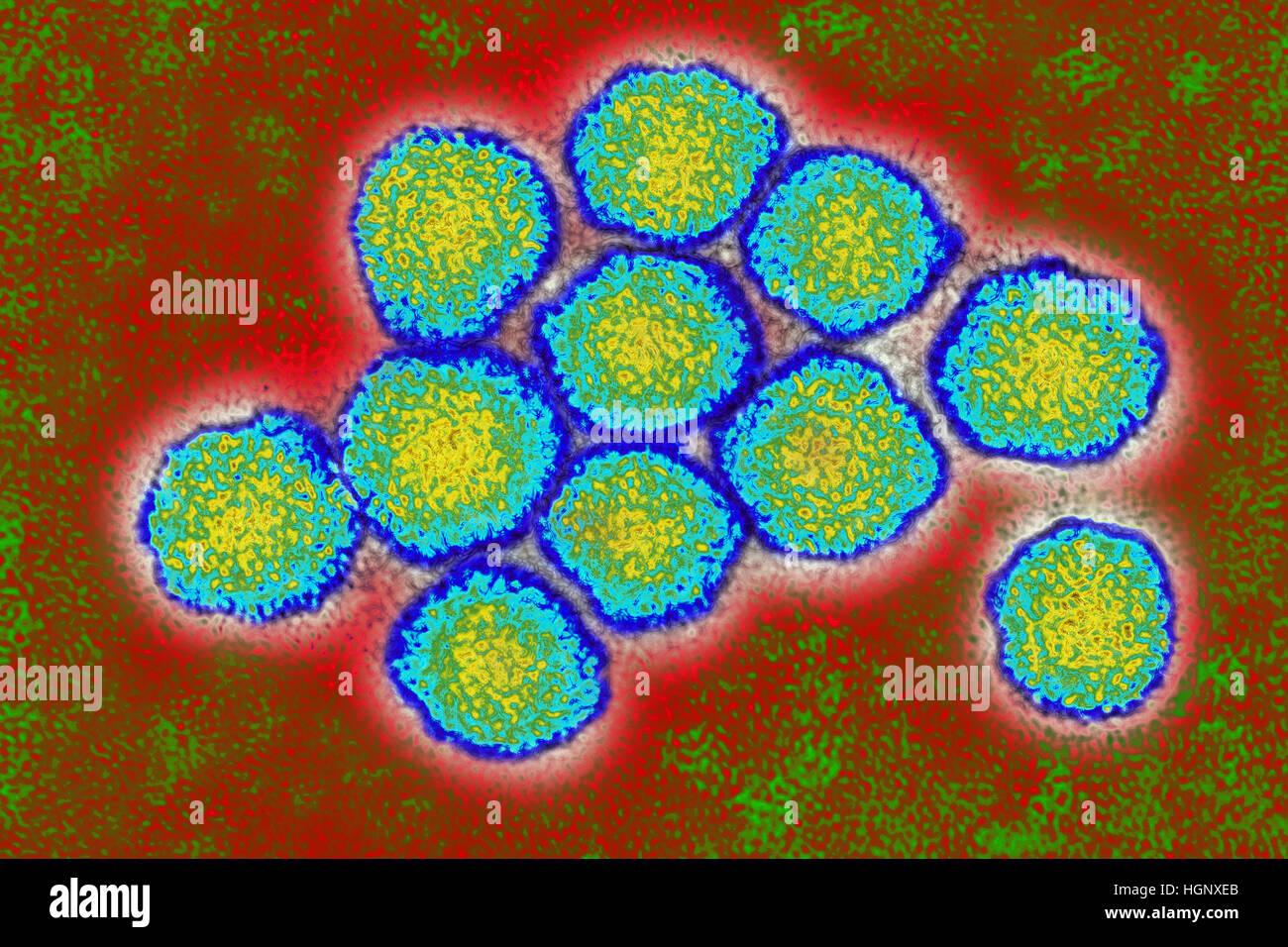 Hepatitis C Virus Microscope