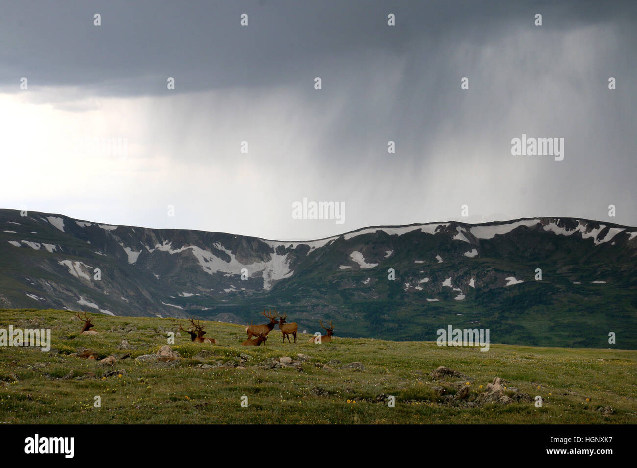 Bull elk in storm on Rocky Mountain National Park ridge Colorado Stock ...