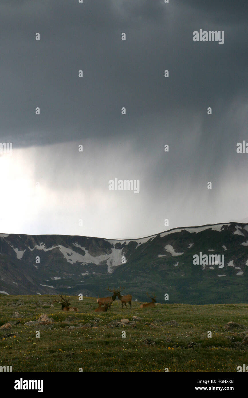 Bull elk in storm on Rocky Mountain National Park ridge Colorado Stock ...