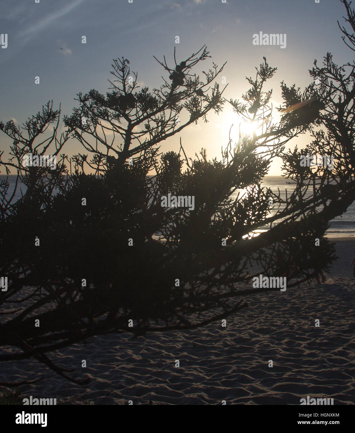 California beauties hi-res stock photography and images - Alamy