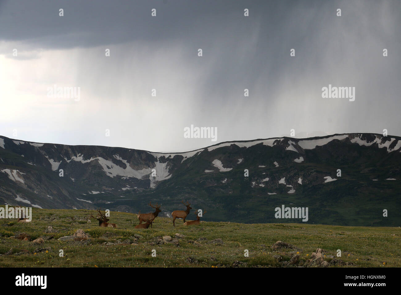 Bull elk in storm on Rocky Mountain National Park ridge Colorado Stock ...