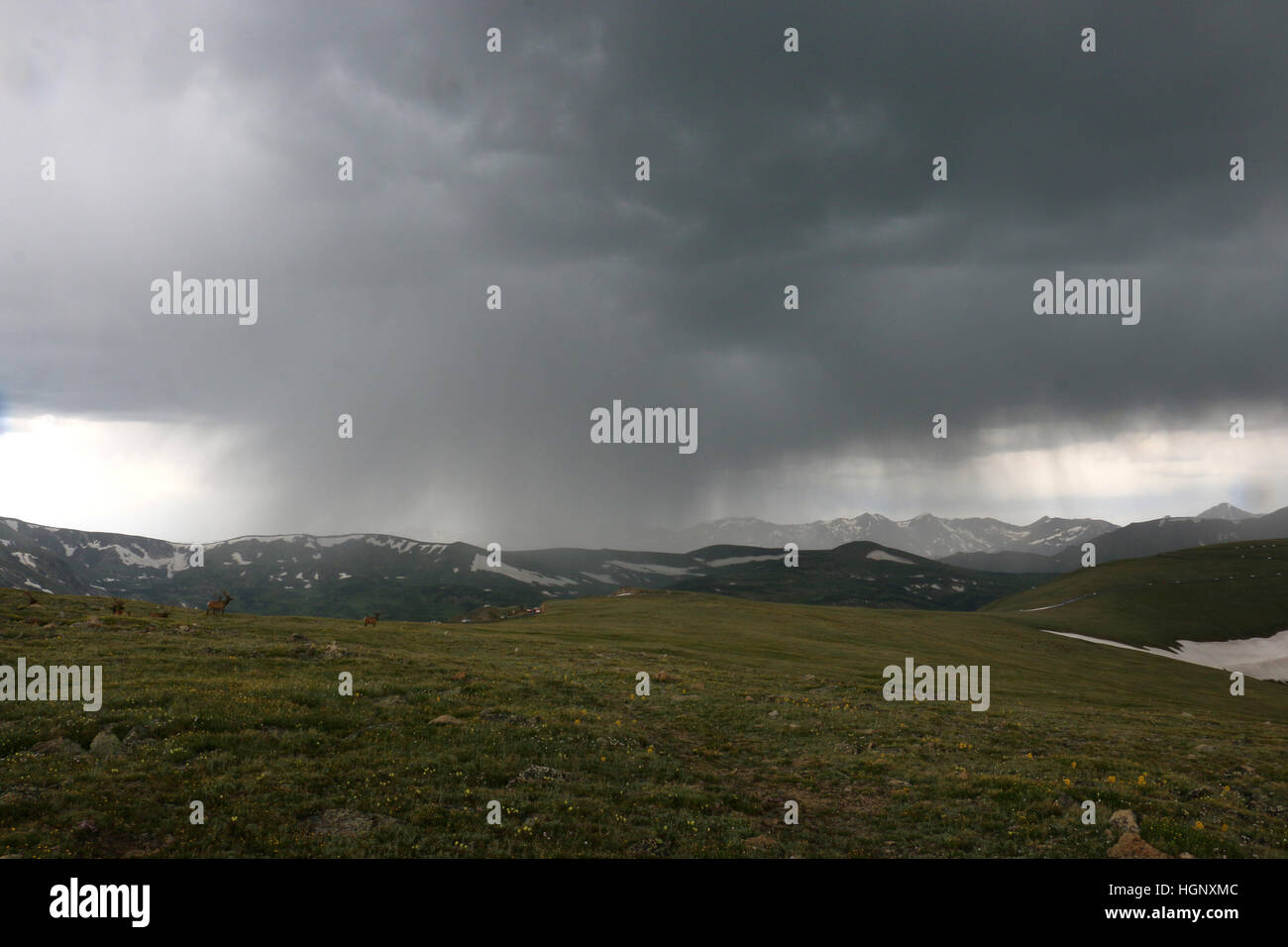 Elk at rocky mountain national park hi-res stock photography and images ...