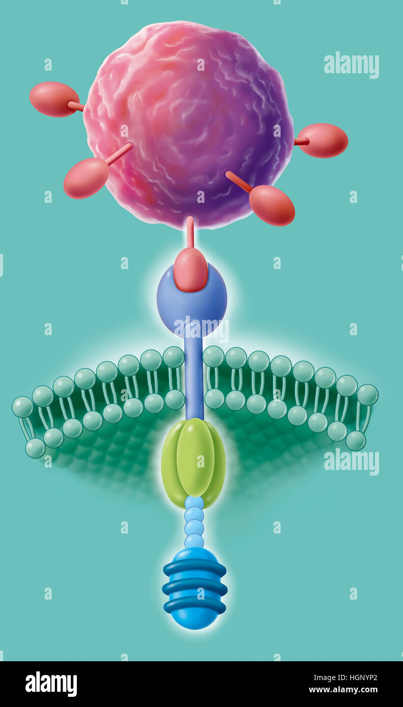 Immunotherapy High Resolution Stock Photography and Images - Alamy