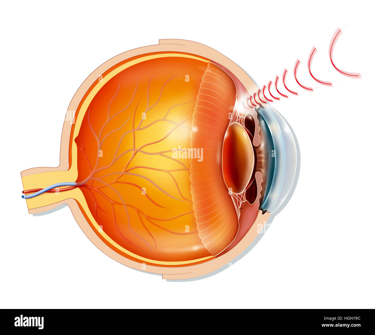 Vision treatment Cut Out Stock Images & Pictures - Alamy