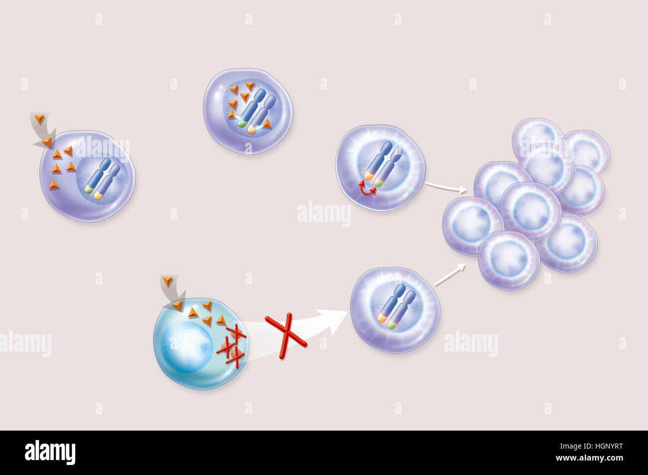 Cell reproduction hi-res stock photography and images - Alamy