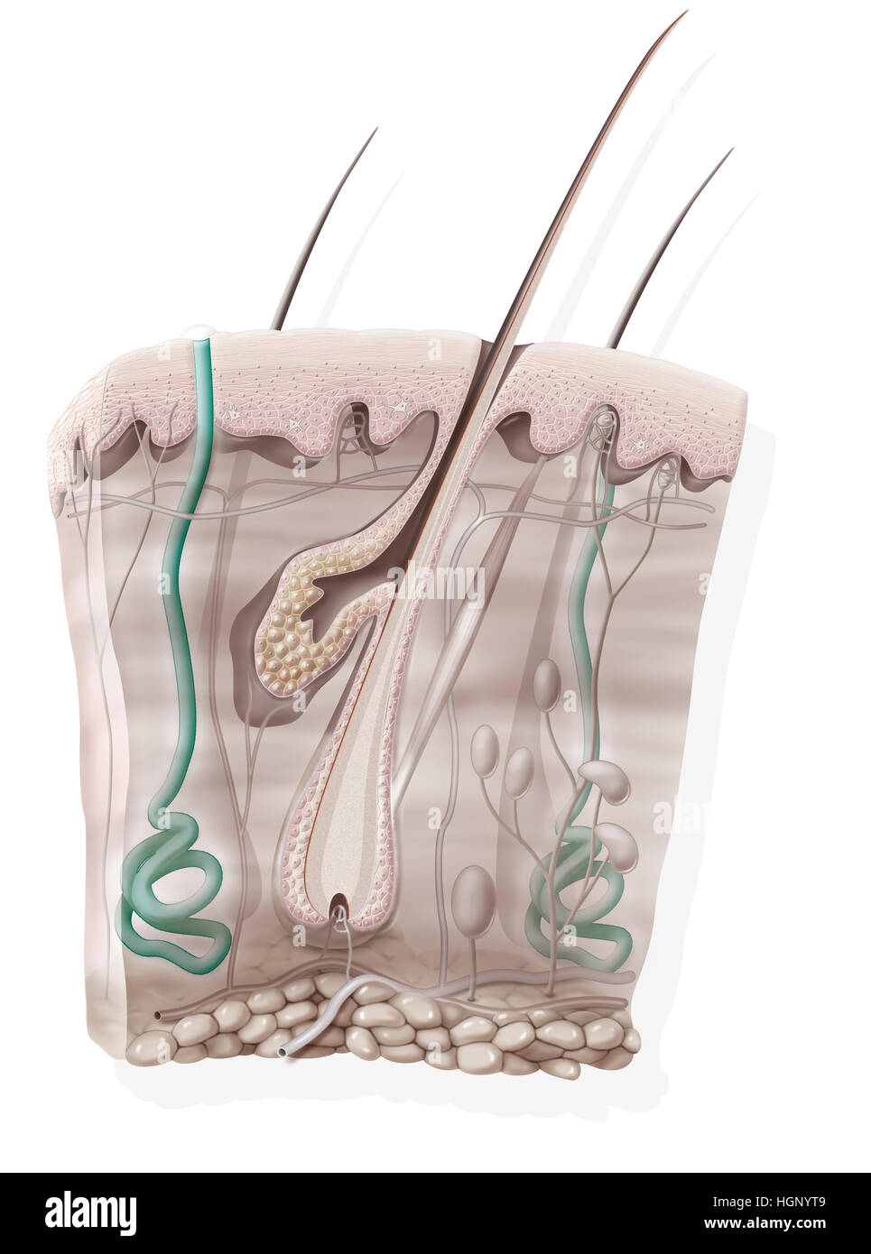 Human skin illustration hi-res stock photography and images - Alamy
