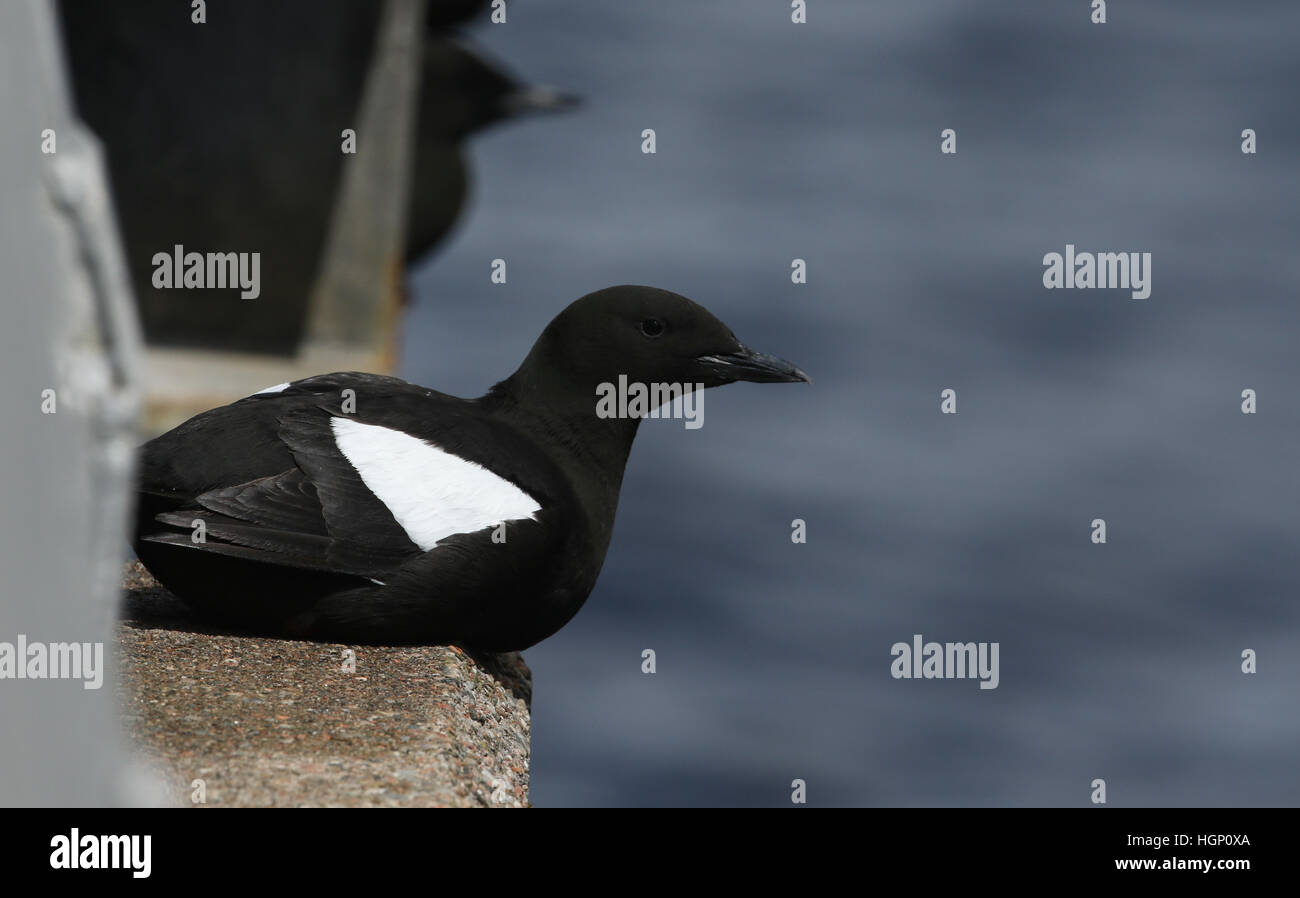 A Black guillemot (Cepphus grylle) in breeding plumage, sitting on a ...