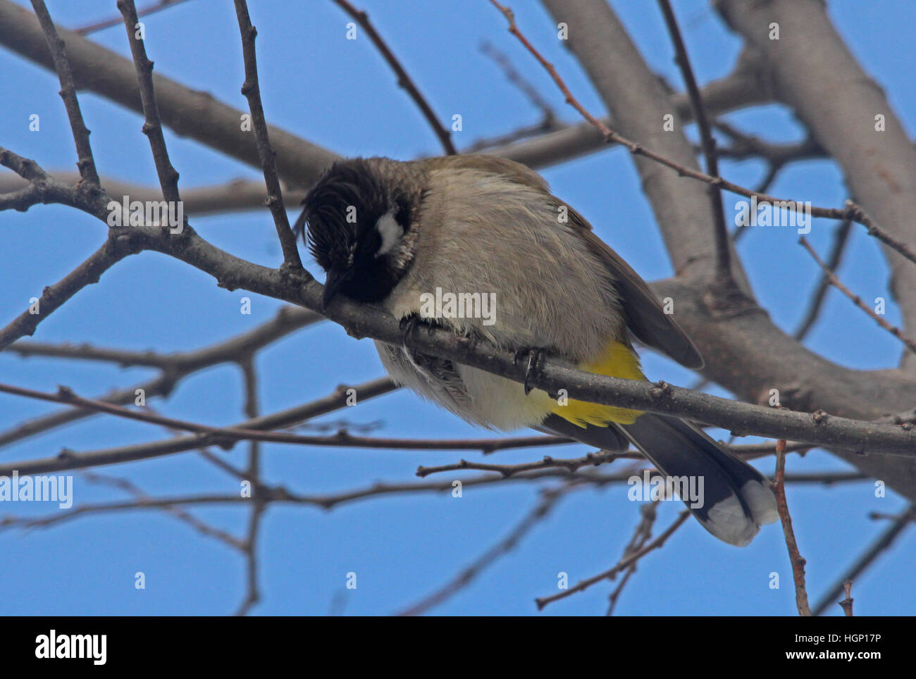 Srinagar, India. 11th Jan, 2017. Beautiful Bulbul, sitting on a tree ...
