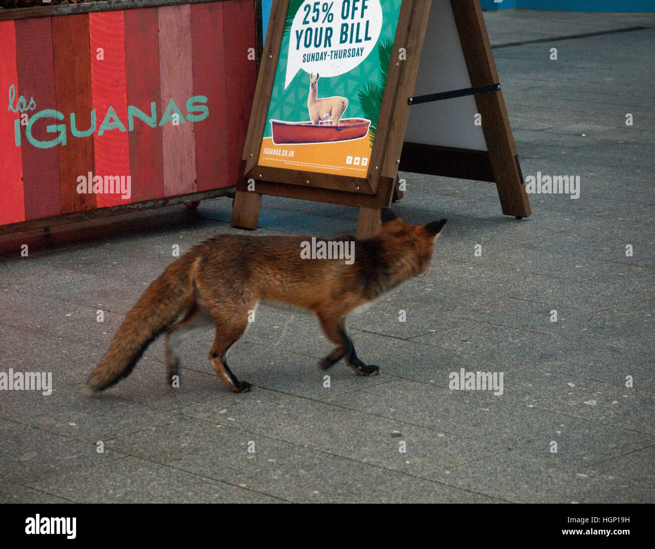 A wild fox wanders around Brighton Marina Stock Photo - Alamy