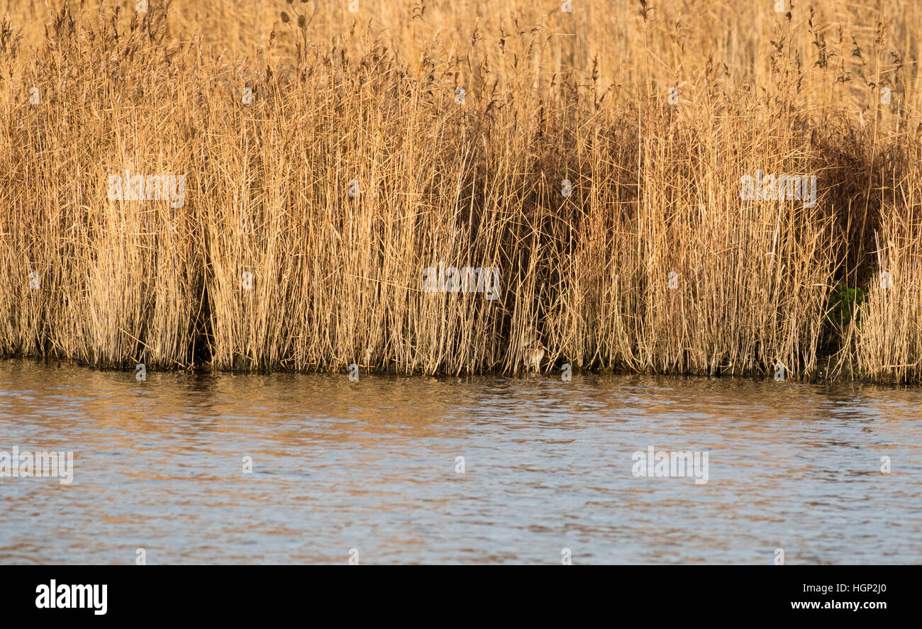 Reed bed birds hi-res stock photography and images - Alamy