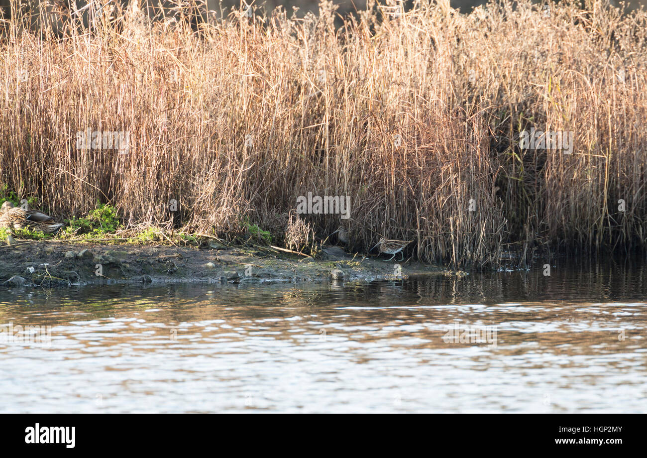 Duck by reed bed hi-res stock photography and images - Alamy