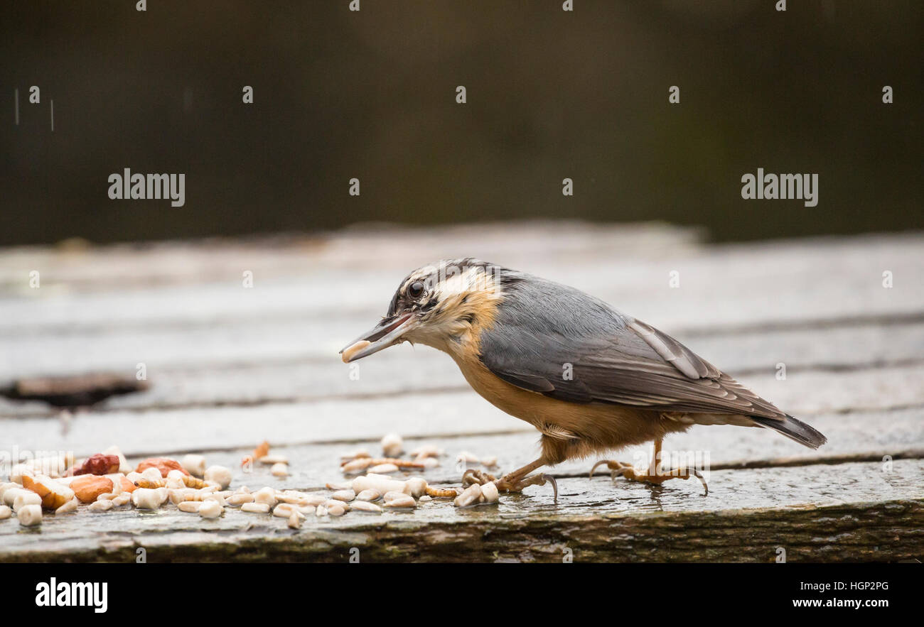 nuthatch food in bill in rain Stock Photo - Alamy