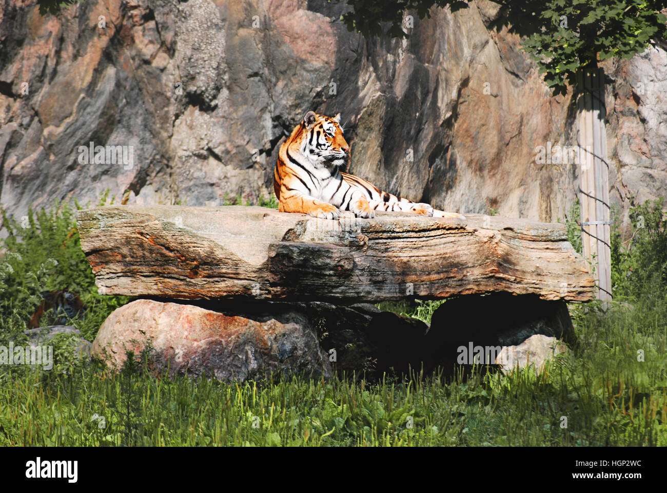 A tiger resting upon a platform of rocks Stock Photo - Alamy