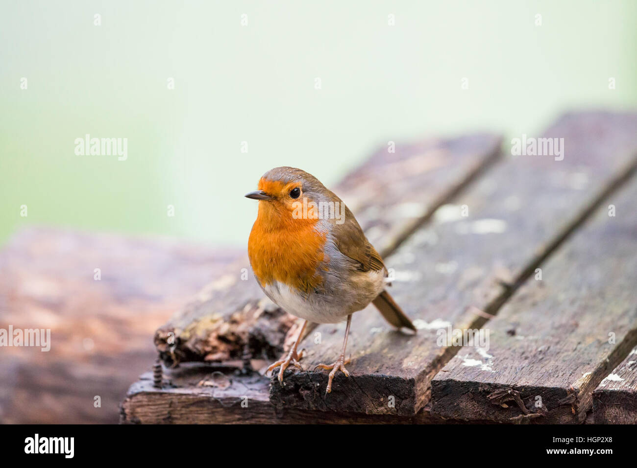 Wood bird uk hi-res stock photography and images - Alamy