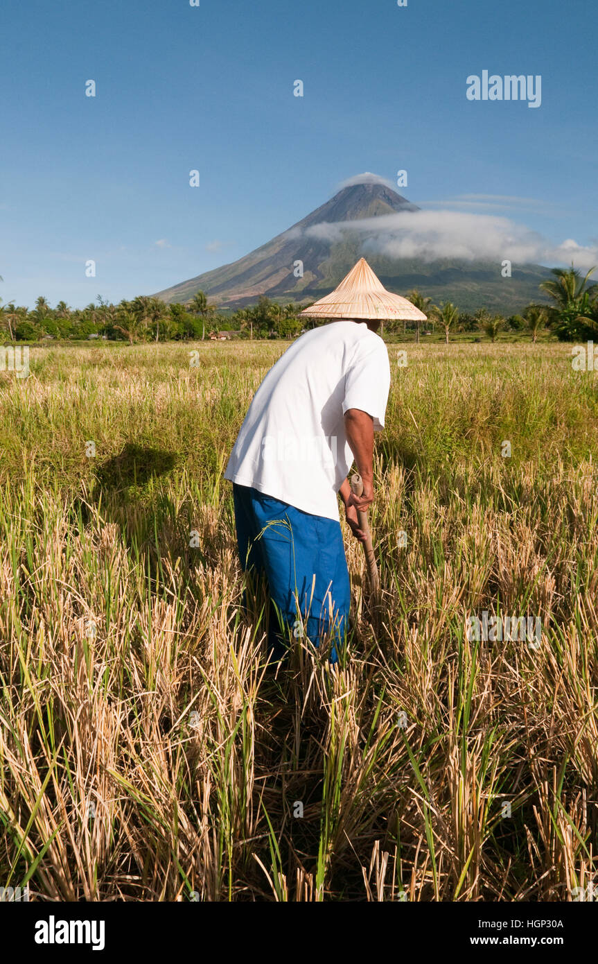 Philippines rice field hi-res stock photography and images - Alamy