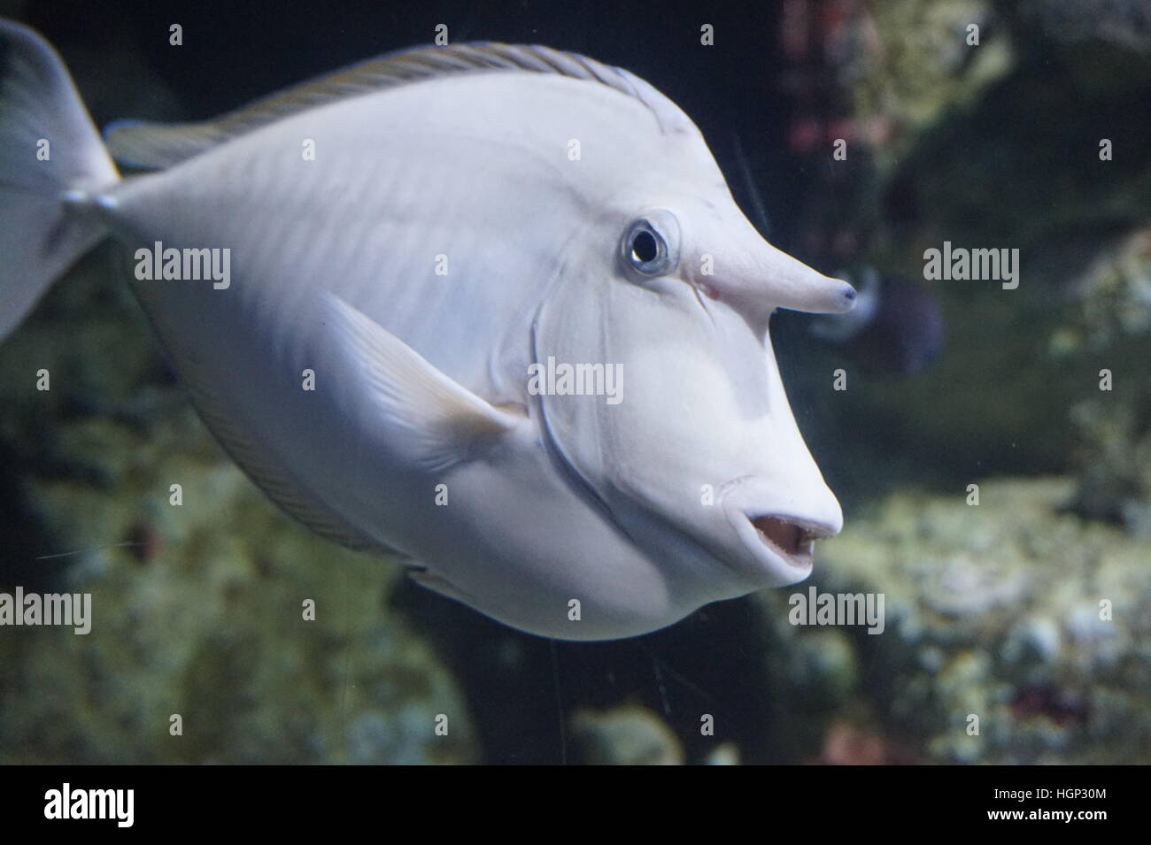 Unicorn fish hi-res stock photography and images - Alamy
