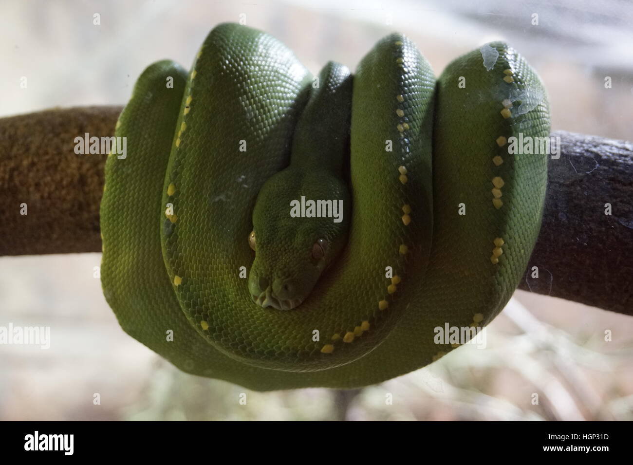 Tree Snake, Melbourne, Australia Stock Photo - Alamy