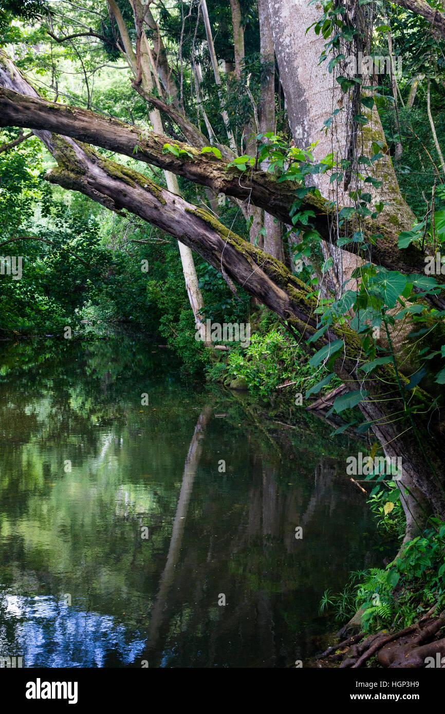 Small river in the area of the Wailua River on Kauai, Hawaii, USA Stock ...