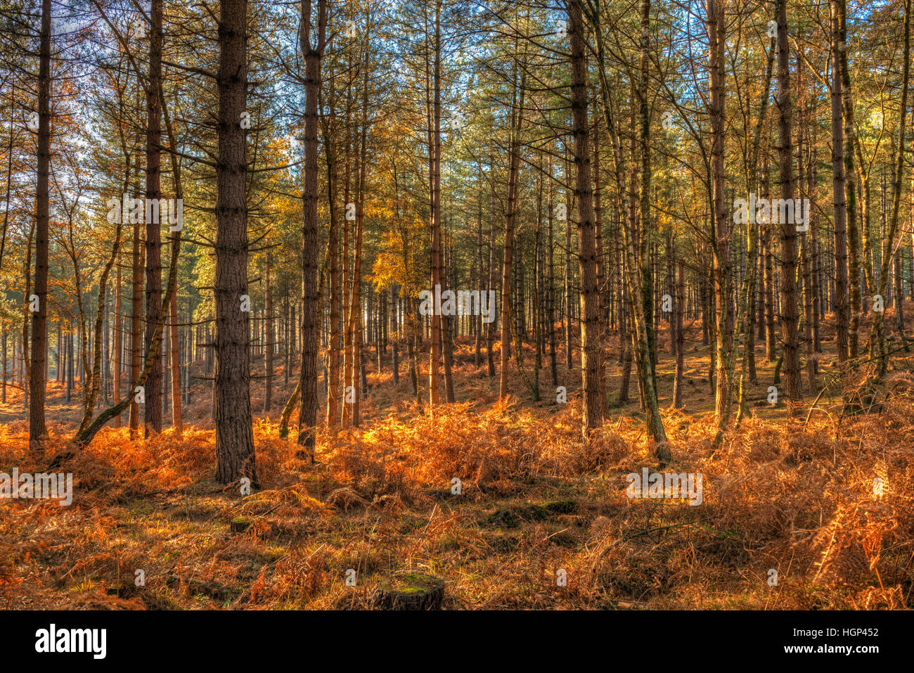 Pine Forest Late Autumn Stock Photo - Alamy