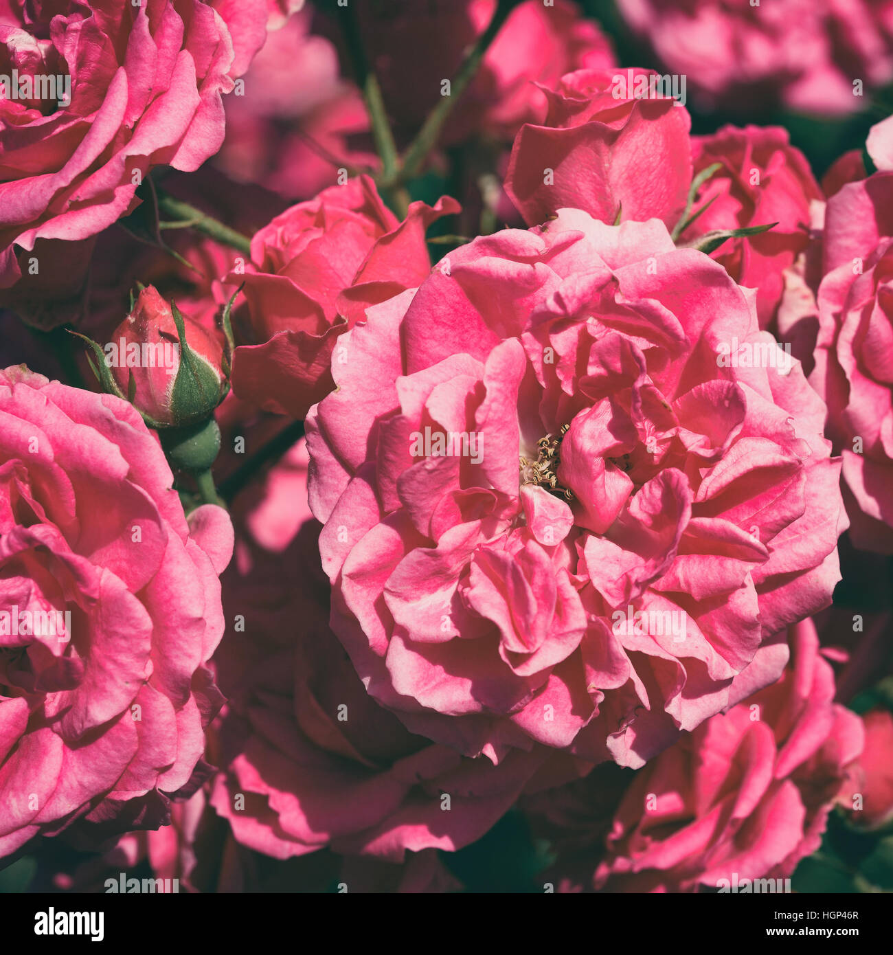 Pink roses in garden in retro style Stock Photo - Alamy