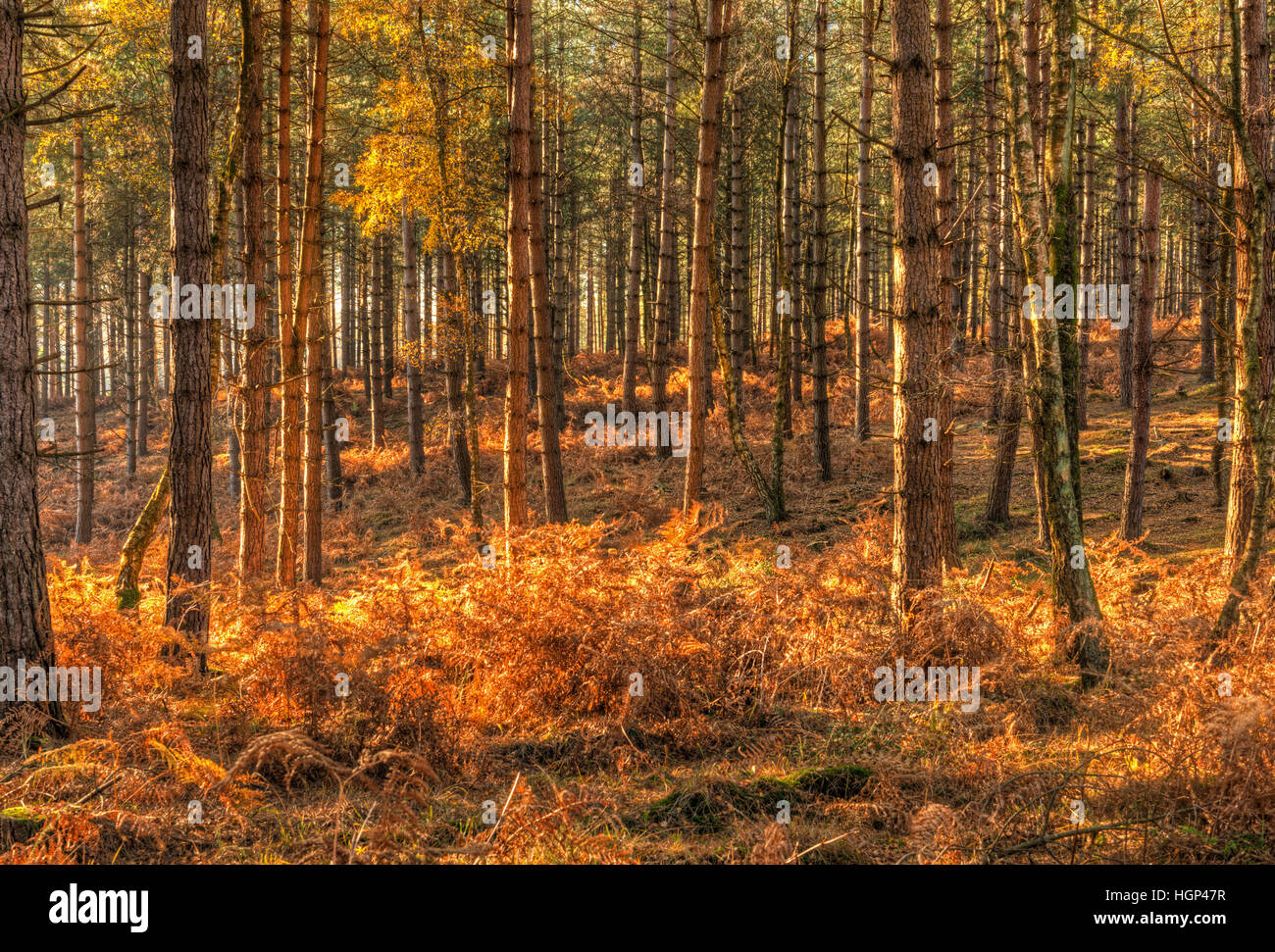 Pine Forest Late Autumn Stock Photo - Alamy