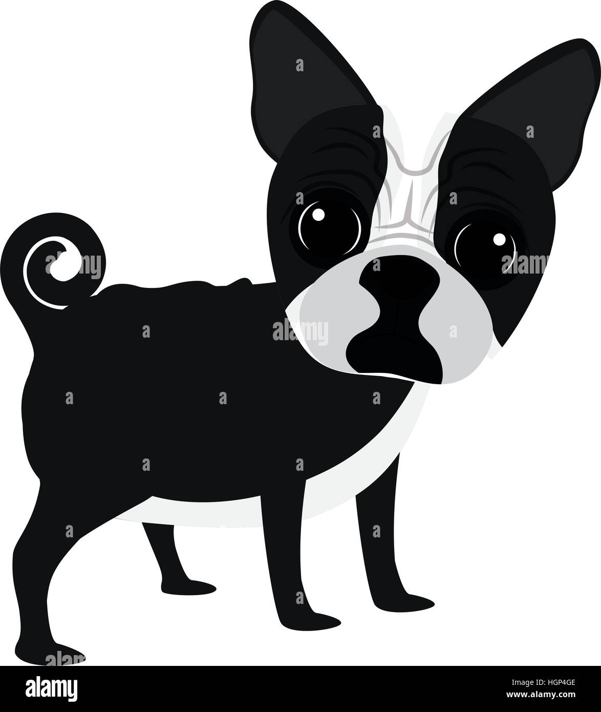 cartoon cute boston terrier dog icon over white background. coloful ...