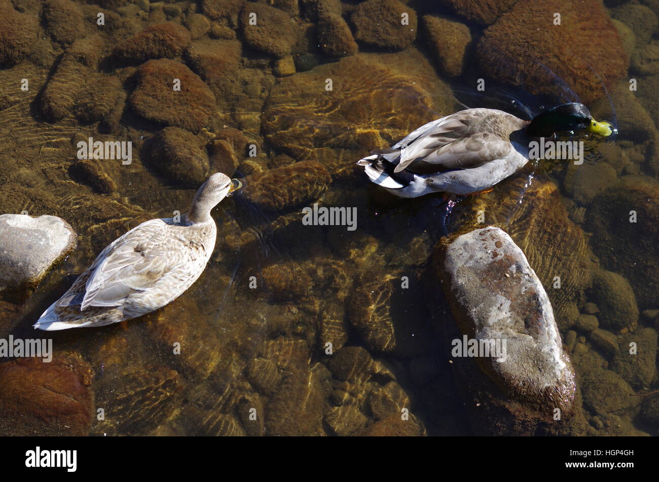 White ducks in water hi-res stock photography and images - Alamy