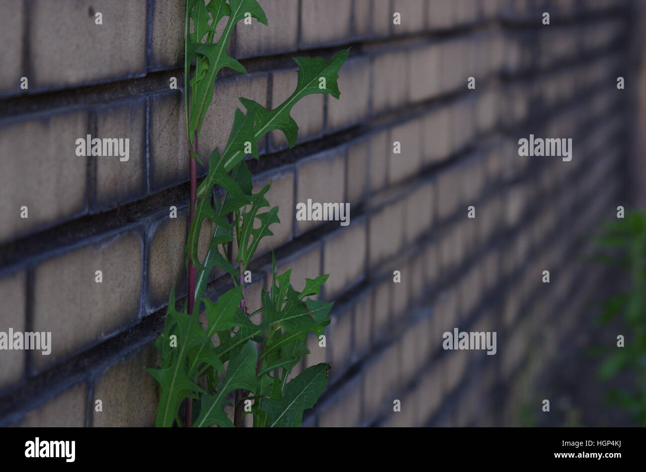 Green spiky dandelion weed with pink stem growing up muted brick wall ...