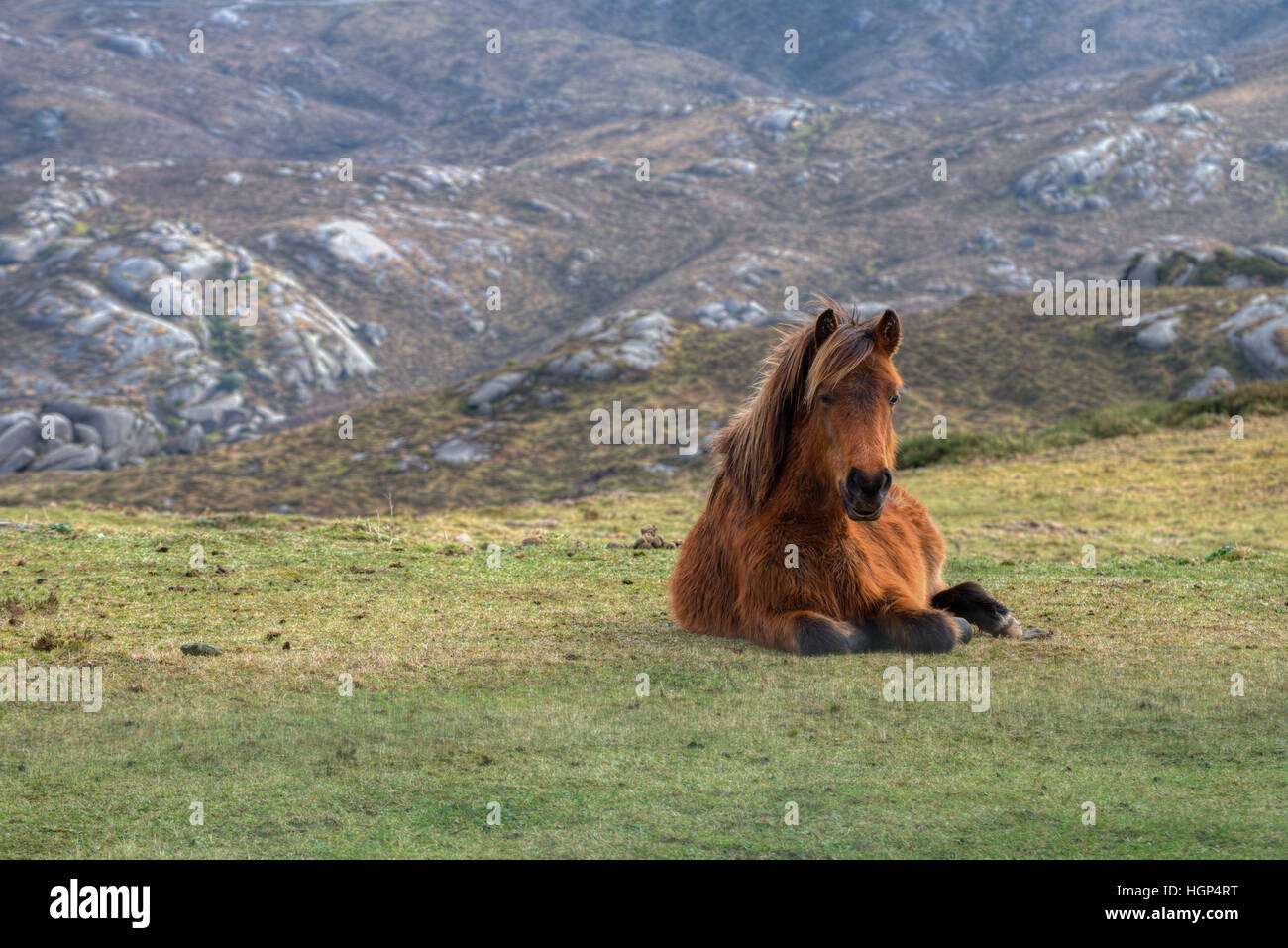 Galician native horse rests in the grass of a prairie in the mountains ...