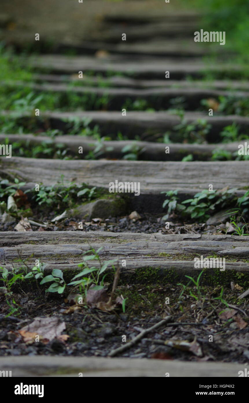 Vertical wooden steps on dirt and rocks with green grass and moss ...