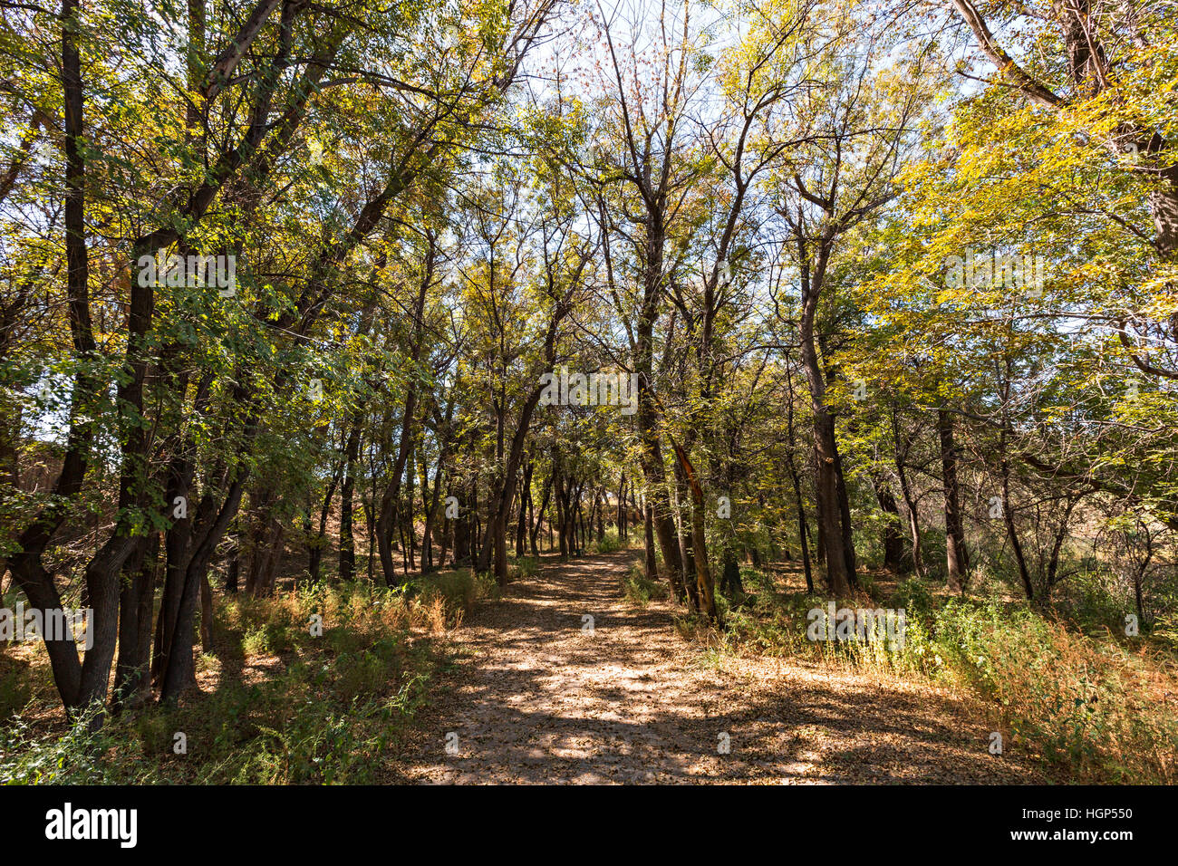 Yellow ash tree hi-res stock photography and images - Alamy