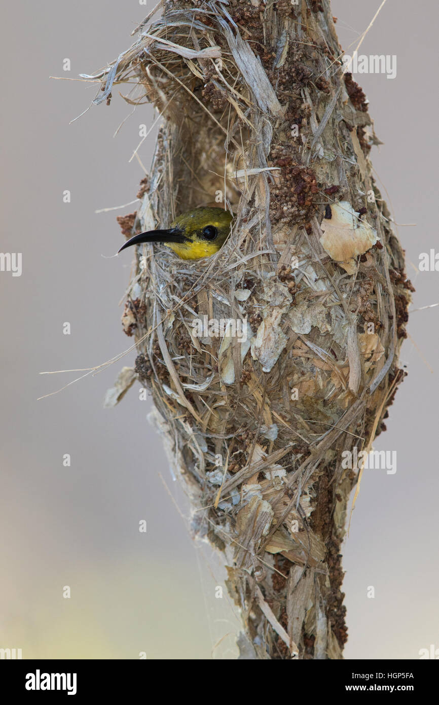 female Olive-backed Sunbird (Nectarinia jugularis) in her nest Stock ...